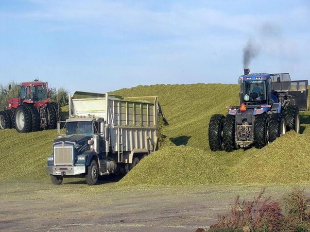 Silage making | PDF