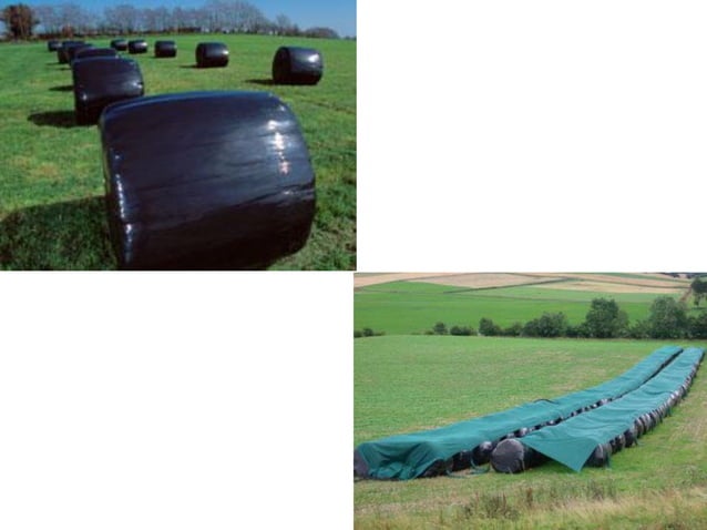 Silage making | PDF