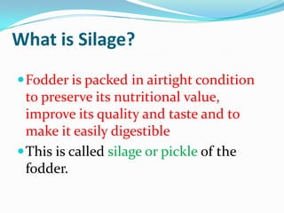 Silage | PPT