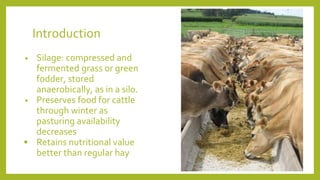 Silage Presentation.pptx