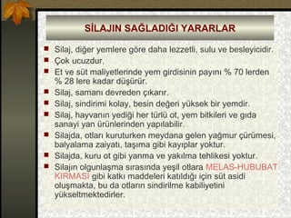 Si̇lajlik Misir Yeti̇şti̇ri̇ci̇li̇ği̇ | PPT