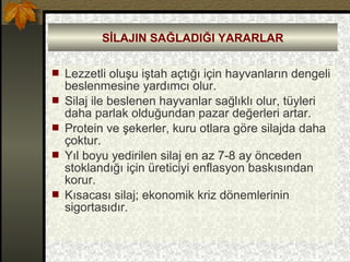 Si̇lajlik Misir Yeti̇şti̇ri̇ci̇li̇ği̇ | PPT