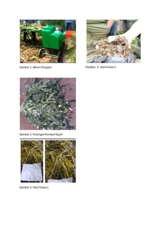 Silase rumput gajah | DOCX