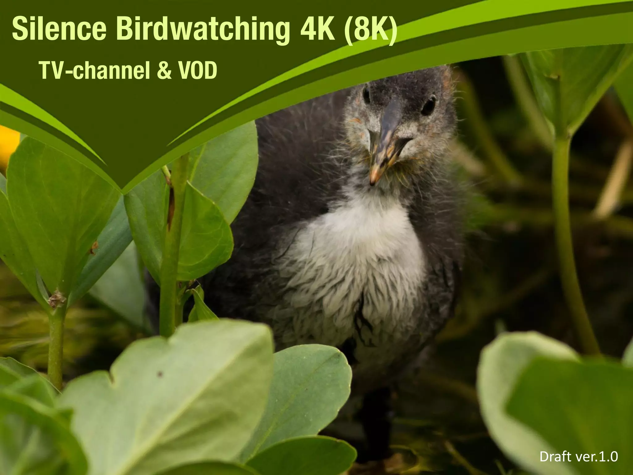 Silence Birdwatching TV 4K (8K) Linear and VOD | PDF