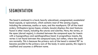 Silent features of insects.pptxhfhjjgghj | PPTX