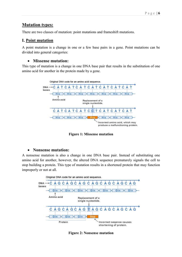 Silent mutation | DOCX