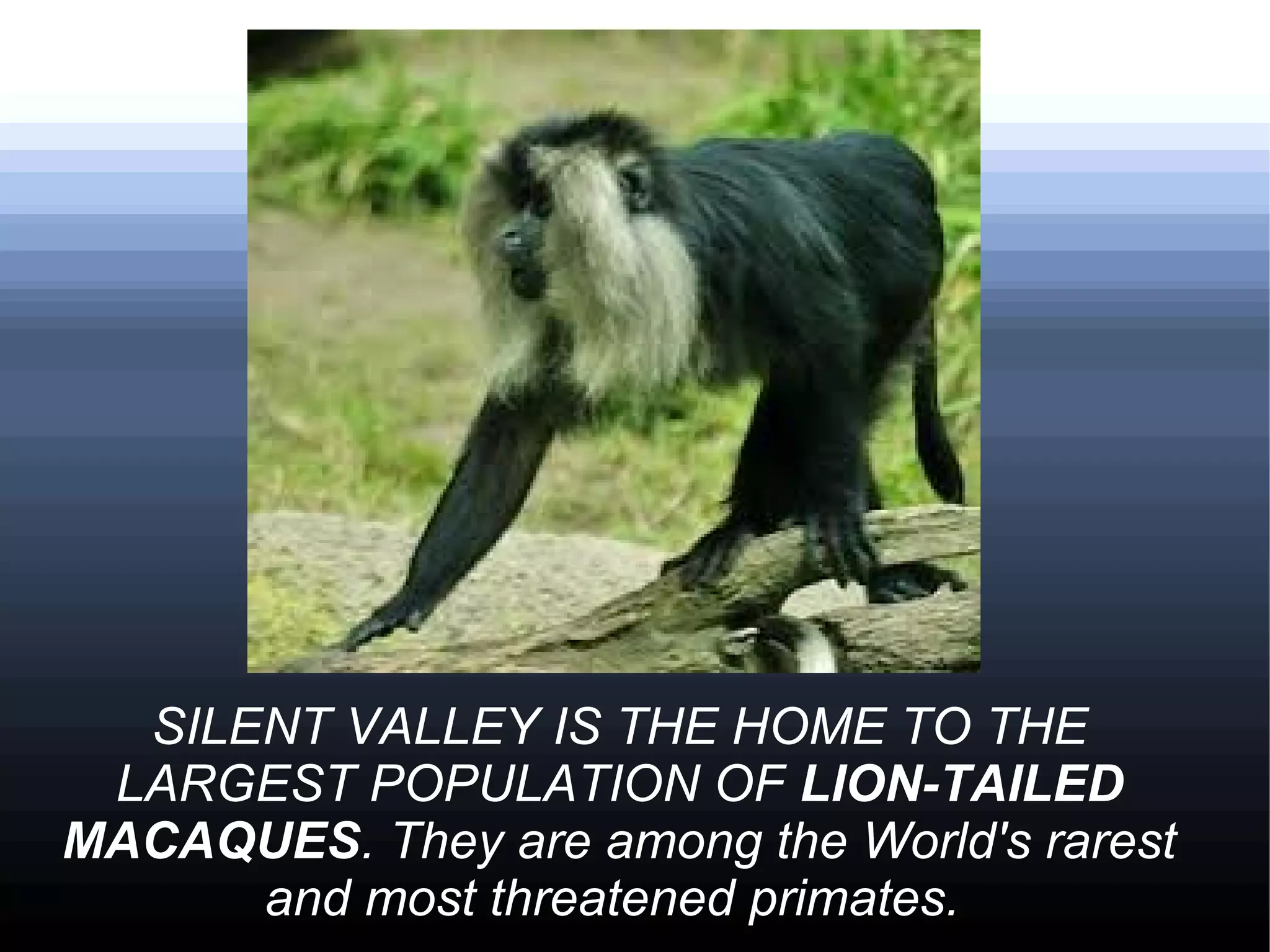 Save Silent Valley | PPT