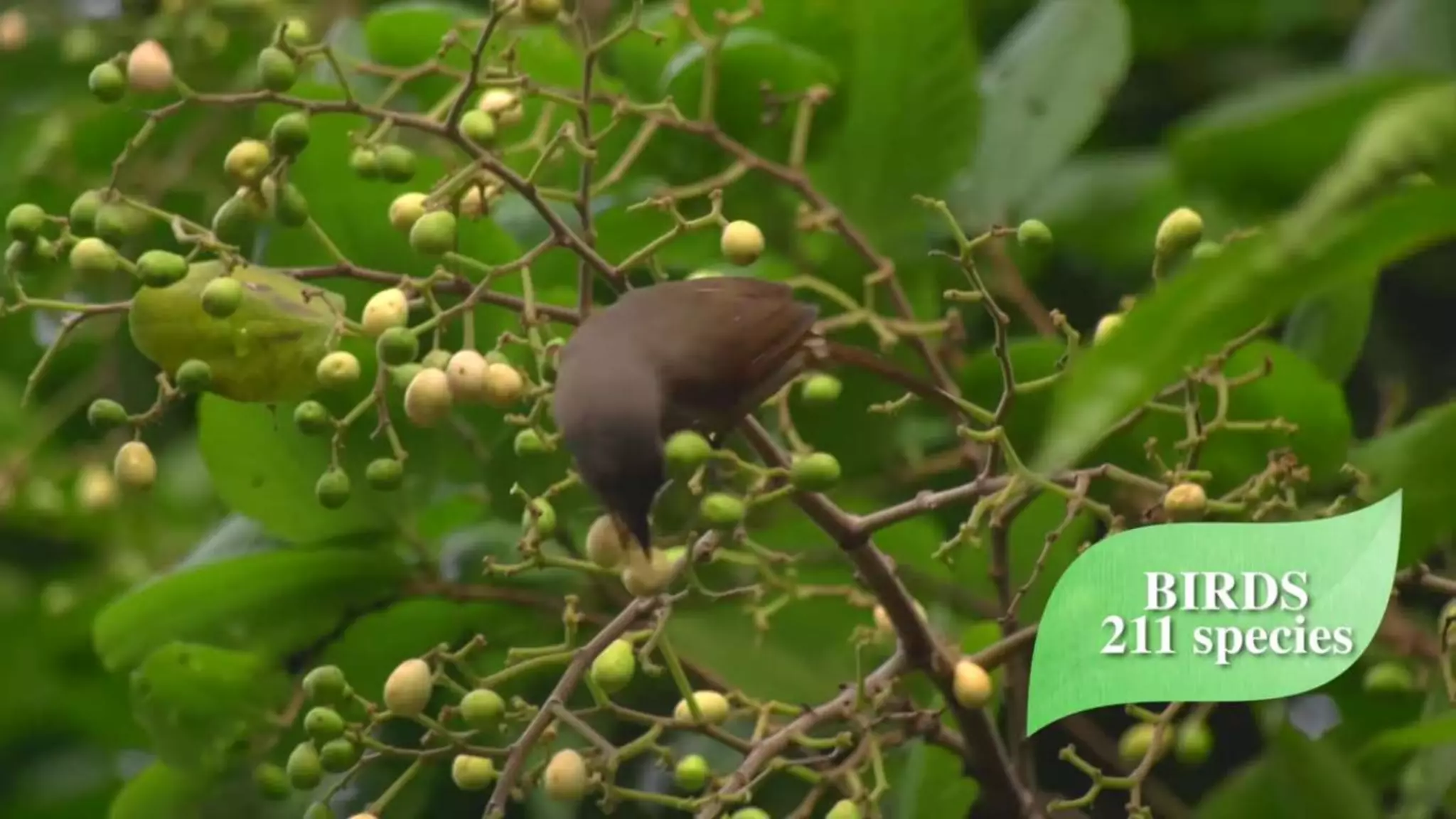 Silent valley case study | PPTX