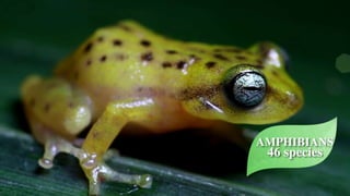 Silent valley case study | PPTX