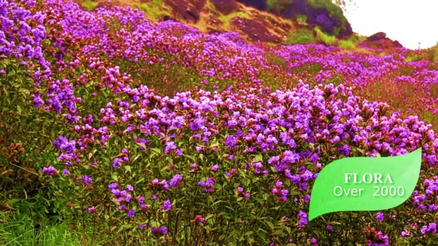 Silent valley case study | PPTX