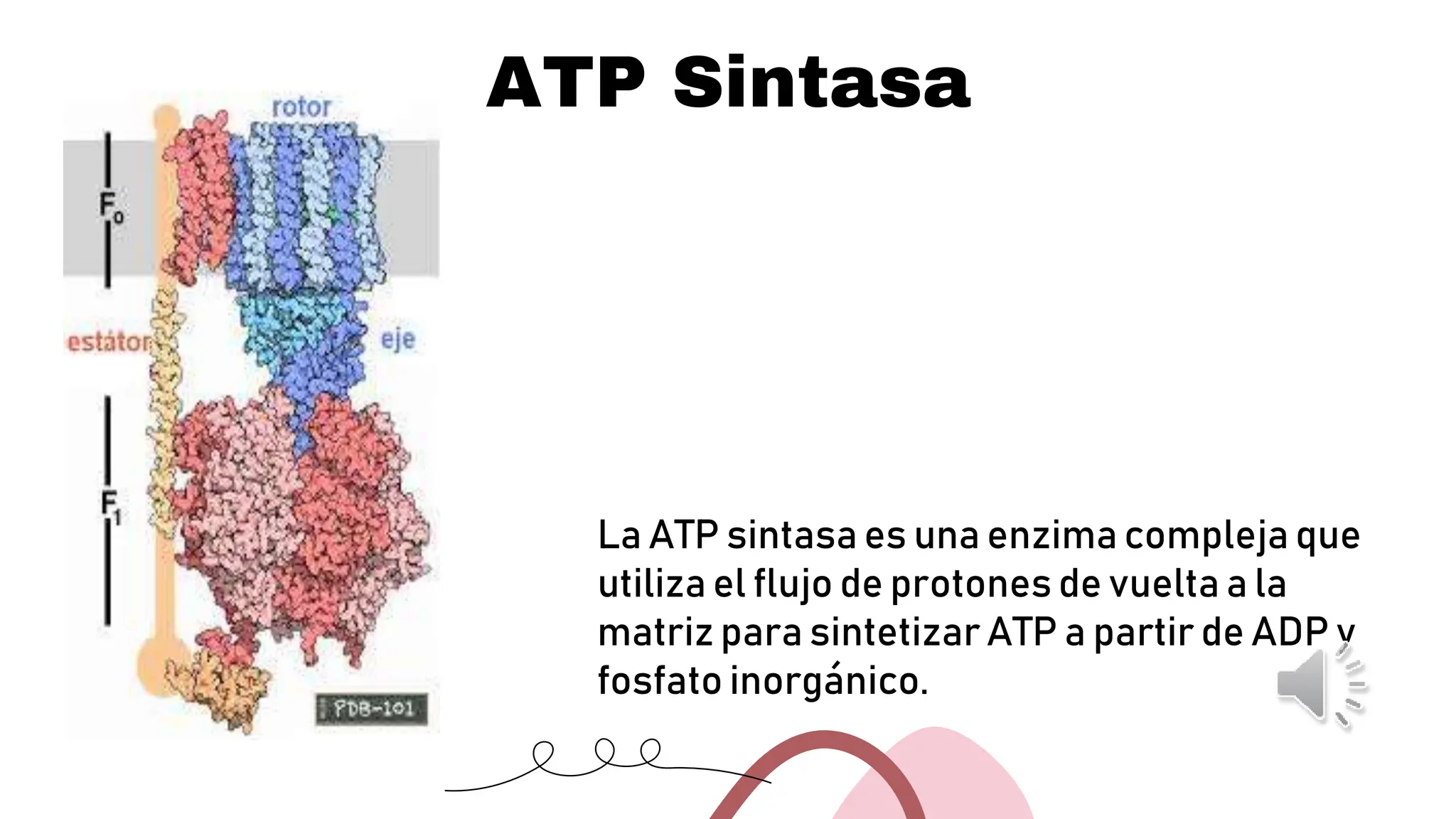 SÍNTESIS DE ATP MEDIANTE LA BOMBA DE PROTONES | PPTX