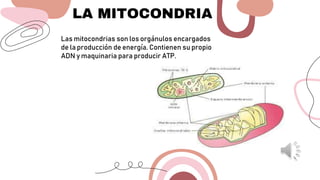 SÍNTESIS DE ATP MEDIANTE LA BOMBA DE PROTONES | PPTX