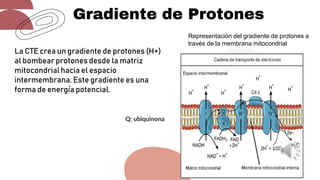SÍNTESIS DE ATP MEDIANTE LA BOMBA DE PROTONES | PPTX