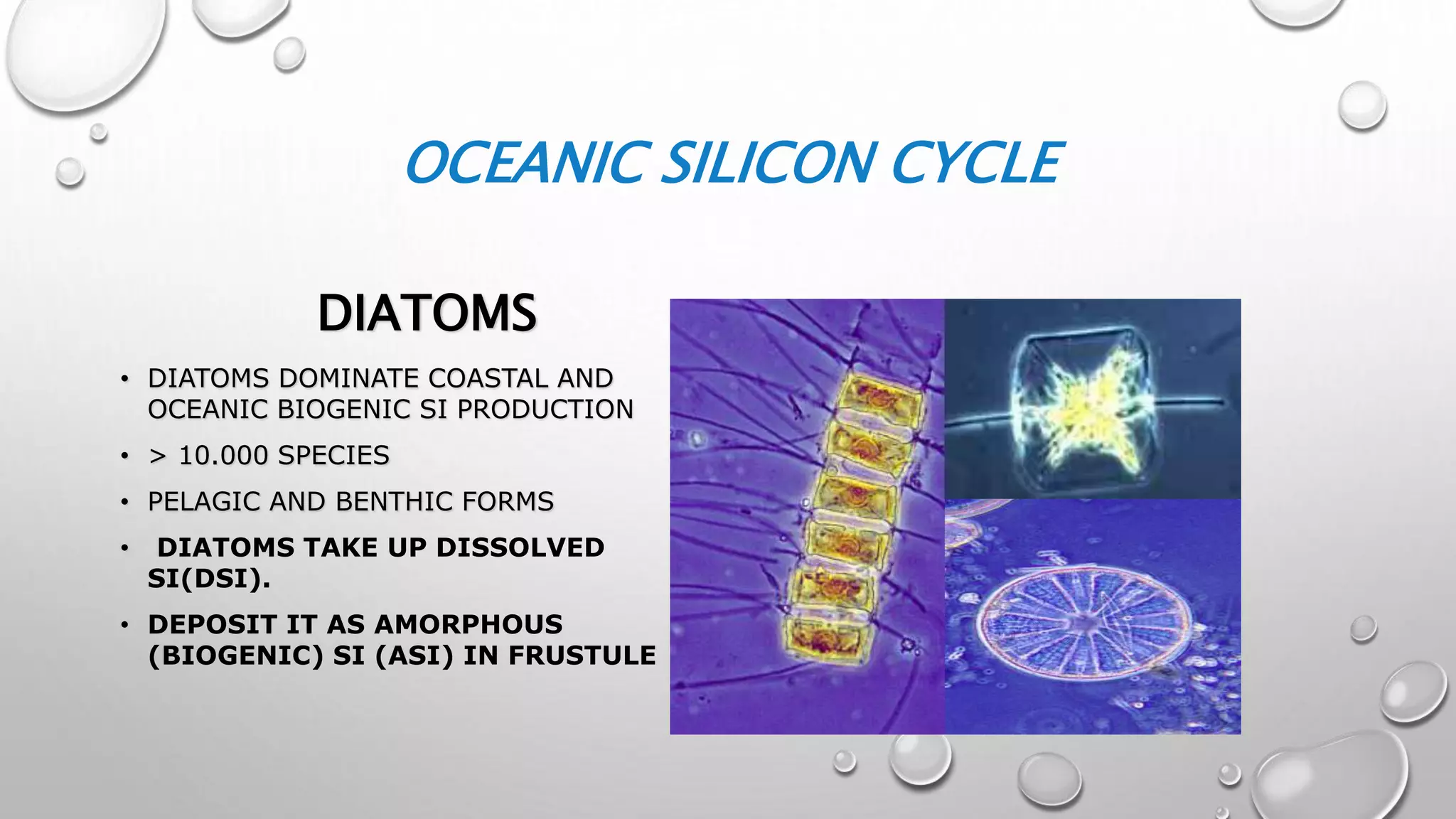 Silicon cycle ppt | PPTX