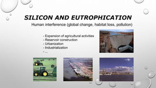 Silicon cycle ppt | PPTX