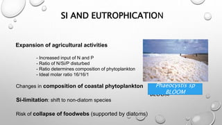Silicon cycle ppt | PPTX