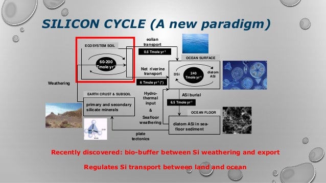 Silicon cycle ppt