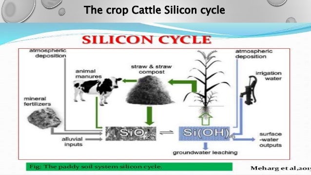 Silicon cycle ppt