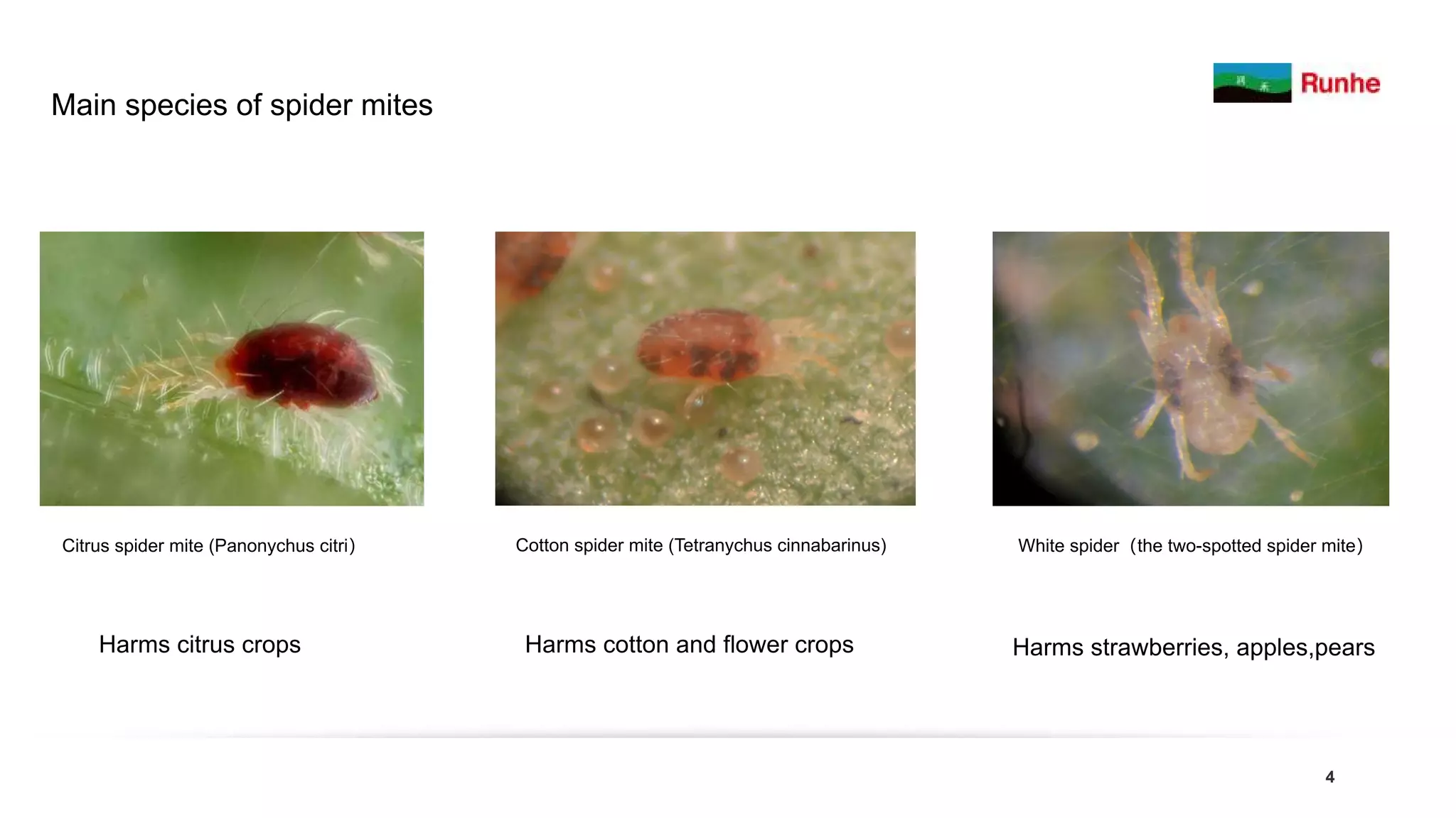 Silicone adjuvant on control of citrus spider mite.pdf
