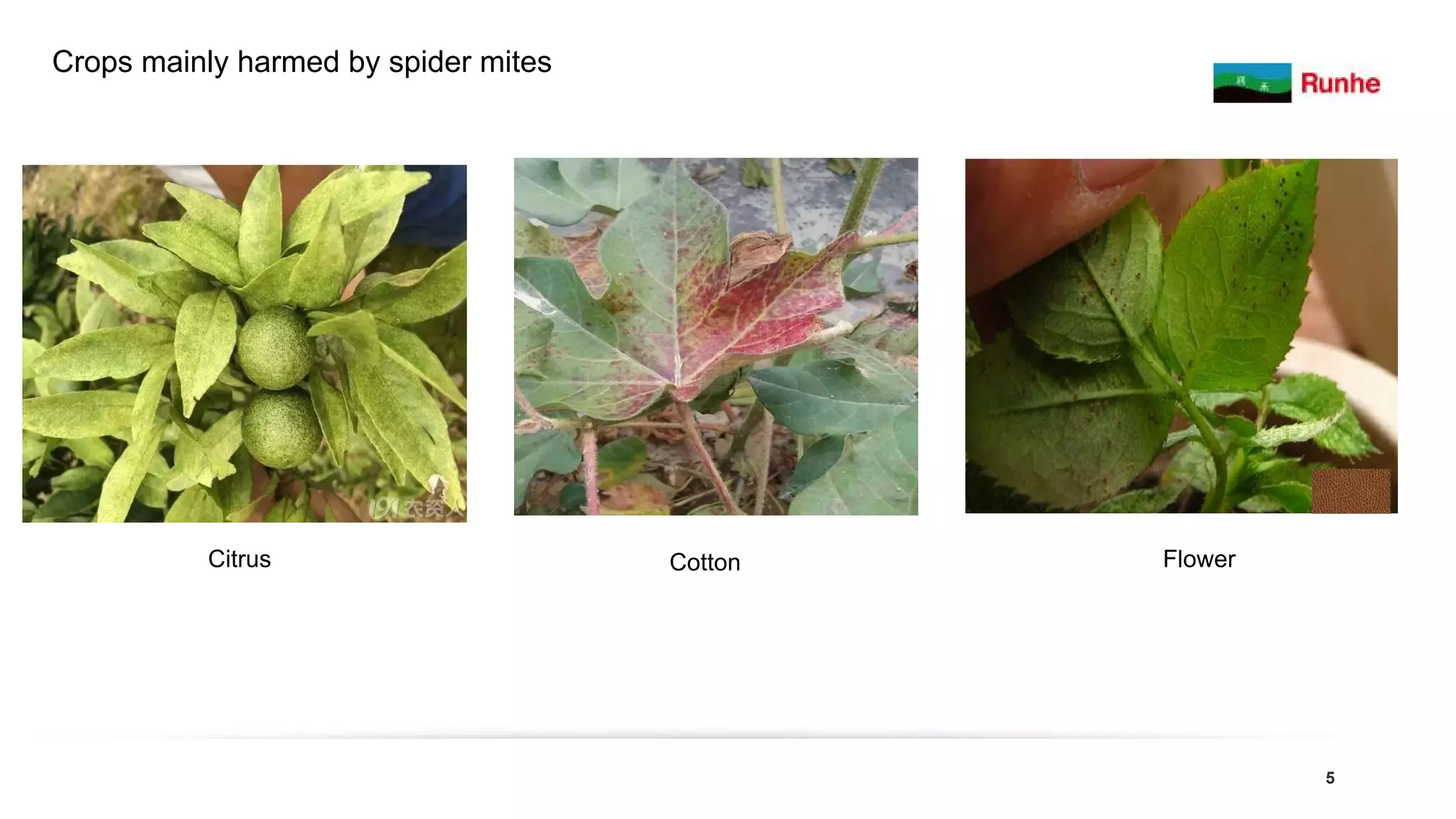 Silicone adjuvant on control of citrus spider mite.pdf