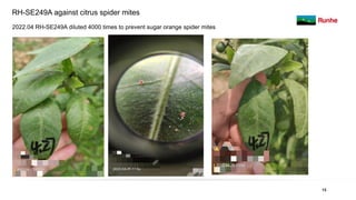 Silicone adjuvant on control of citrus spider mite.pdf