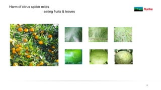 Silicone adjuvant on control of citrus spider mite.pdf