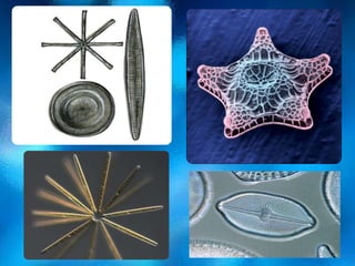 Silikatne alge (bacillariophyta) | PPT