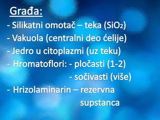 Silikatne alge (bacillariophyta) | PPT