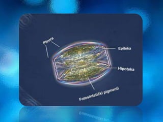 Silikatne alge (bacillariophyta) | PPT