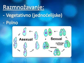 Silikatne alge (bacillariophyta) | PPT