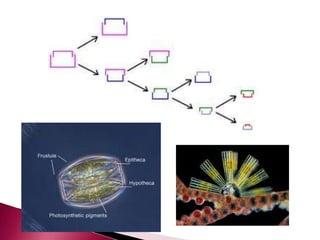 Silikatne alge (dijatomeje) | PPTX
