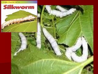 Presentation on Silkworm | PPT