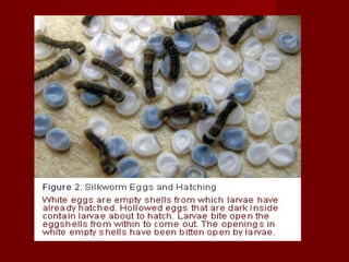 Presentation on Silkworm | PPT