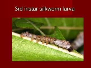 Presentation on Silkworm | PPT