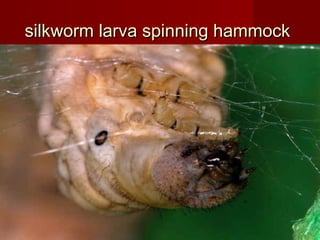 Presentation on Silkworm | PPT