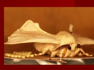 Presentation on Silkworm | PPT