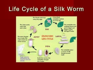 Presentation on Silkworm | PPT
