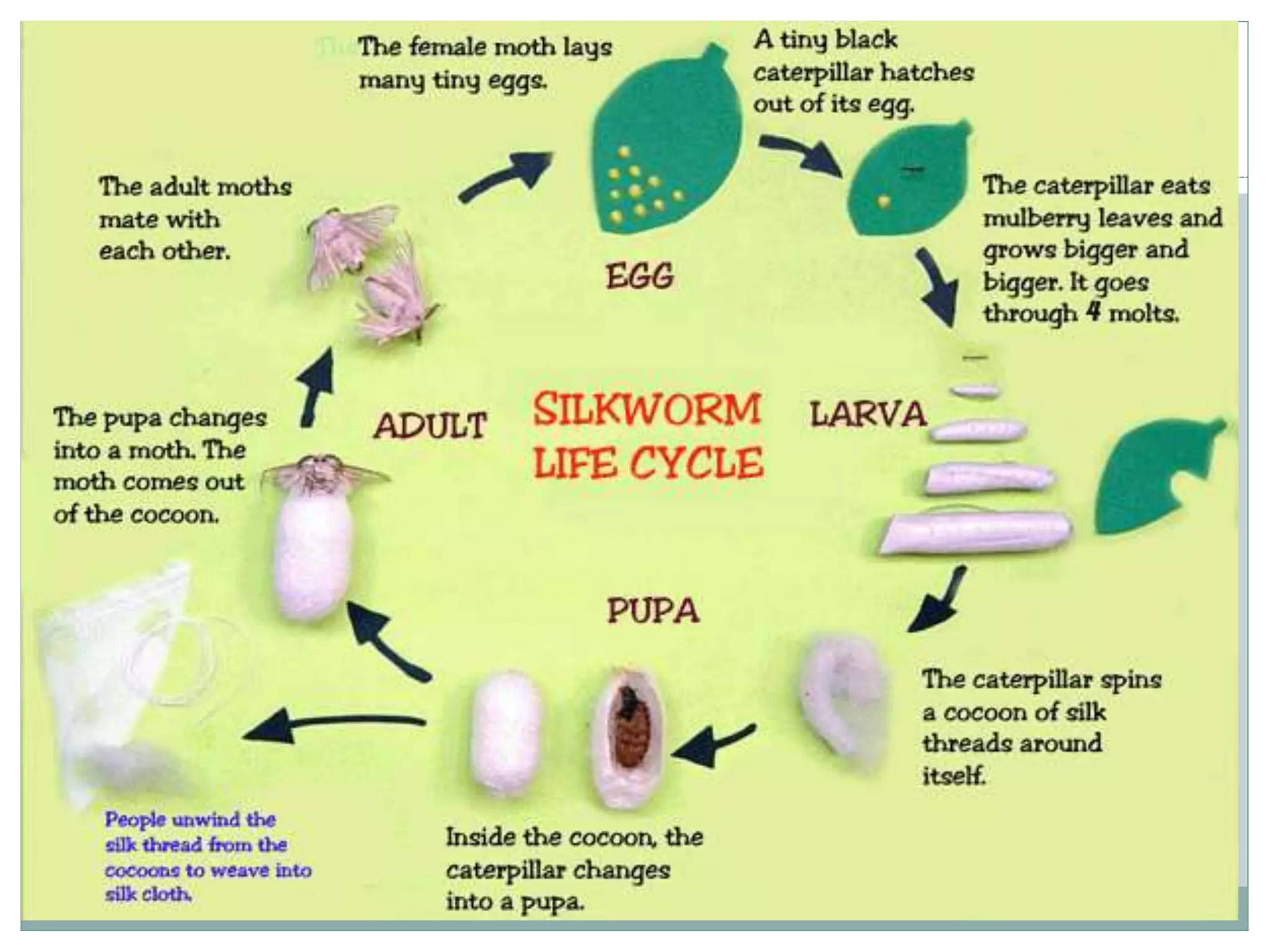 Silkworm Life Cycle Ppt A Single Cell Transcriptomic Atlas