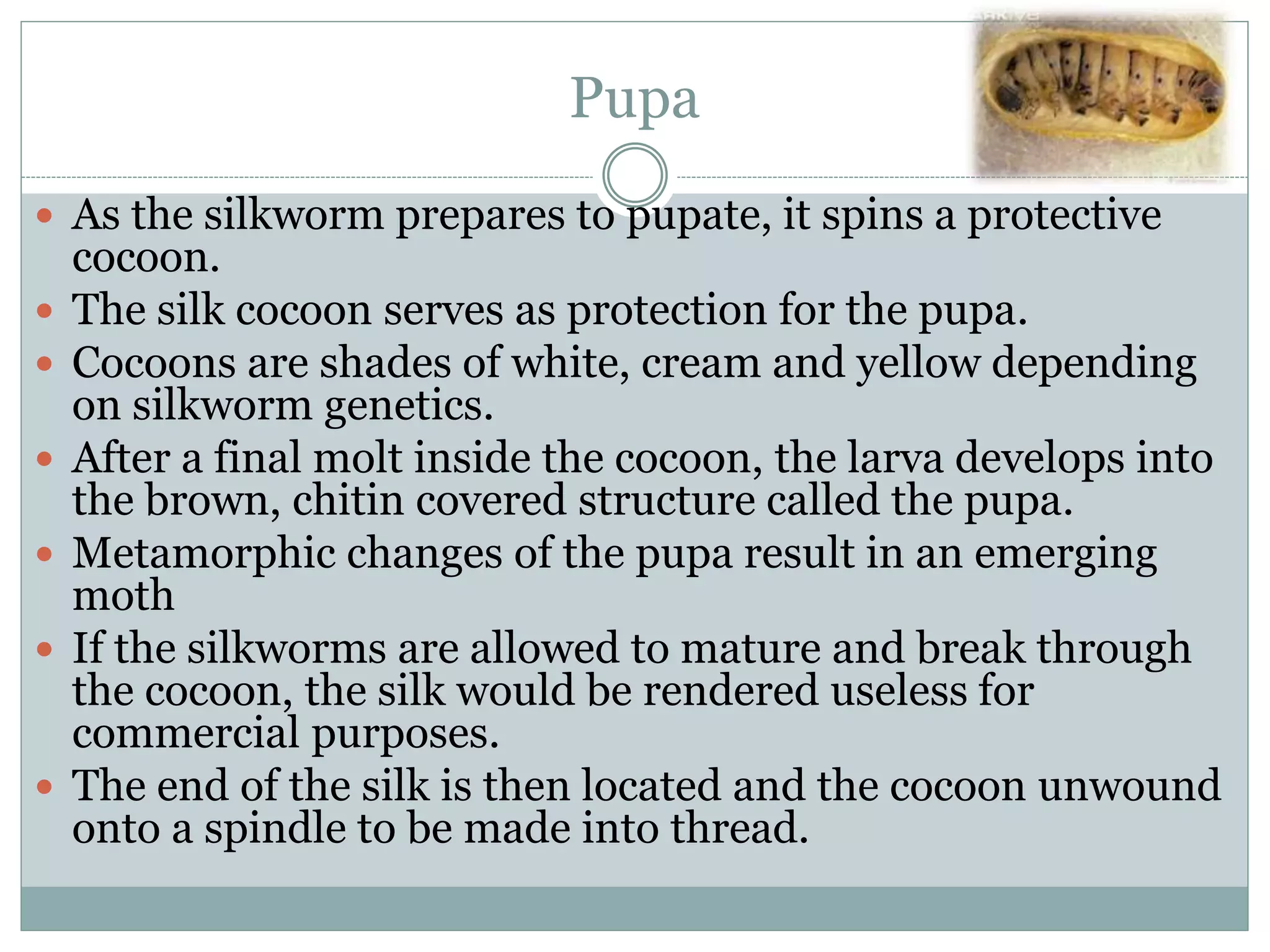life cycle of silkworm | PPTX