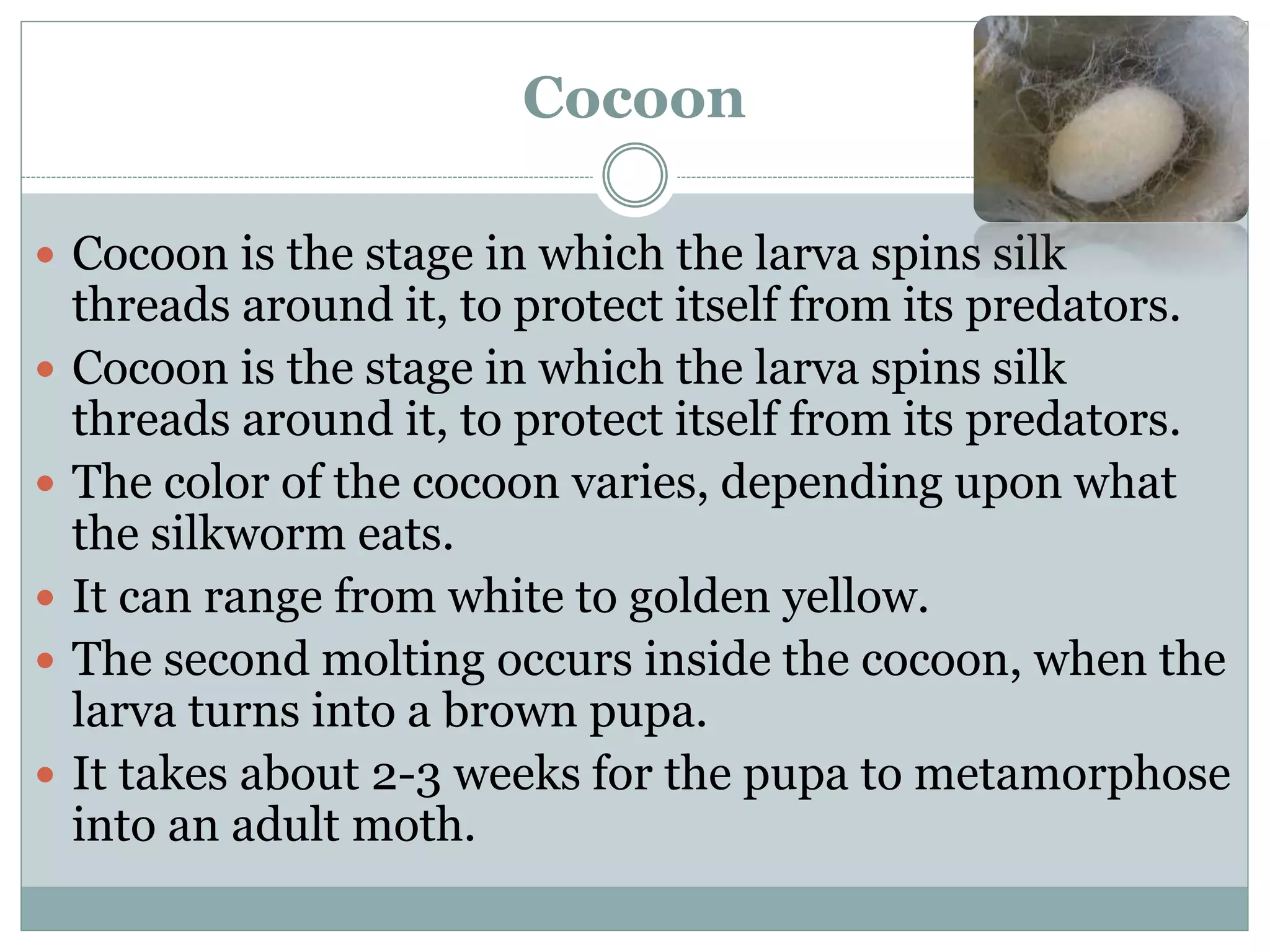 life cycle of silkworm | PPTX
