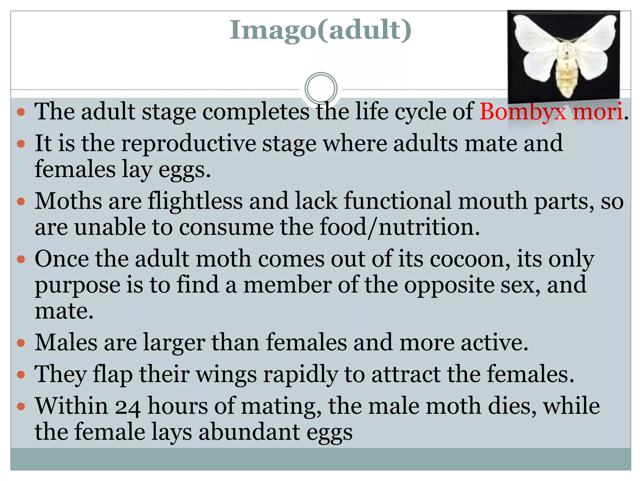 Silkworm Life Cycle Ppt A Single Cell Transcriptomic Atlas
