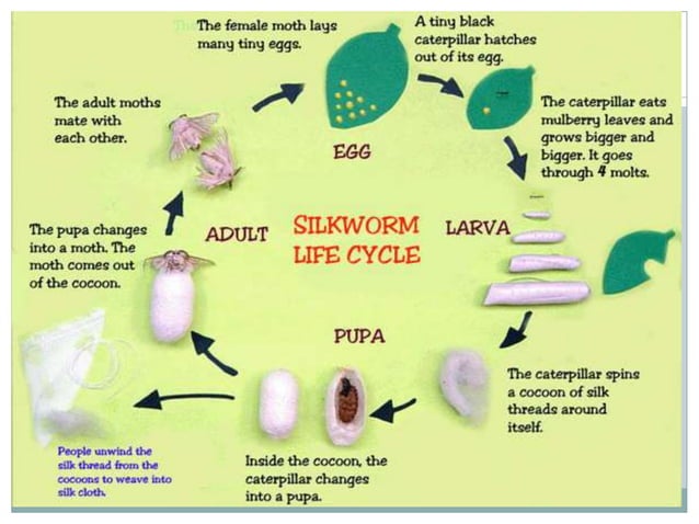 life cycle of silkworm | PPTX | Needlework | Arts and Crafts