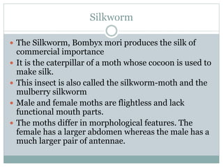 life cycle of silkworm | PPTX