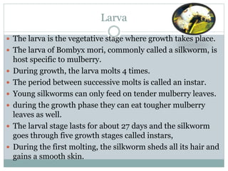 life cycle of silkworm | PPTX