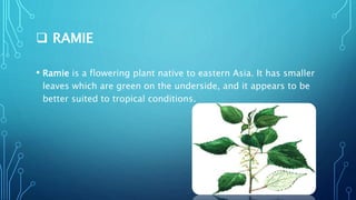 Presentation of Silk and ramie fiber | PPTX