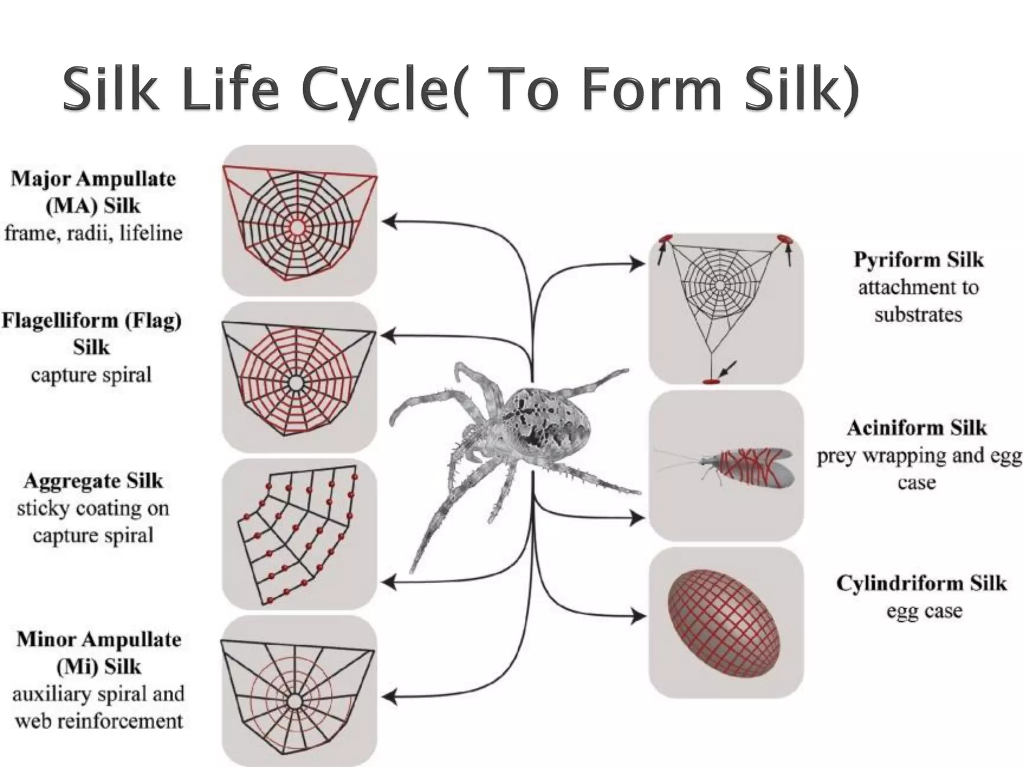 Silk fiber | PDF