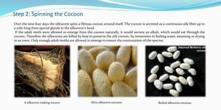 Silk Manufacturing | PPTX