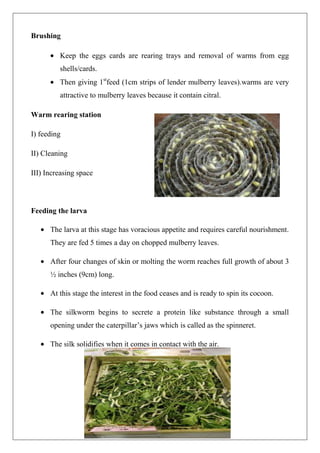Silk manufacturing process | DOCX