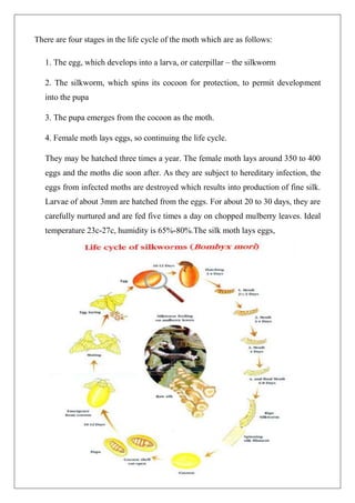 Different Stages Of Silk Production