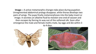 Silk moth and silk production | PPTX